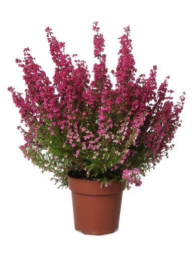 Kanerva - Tavaratalo Mainio verkkokauppa